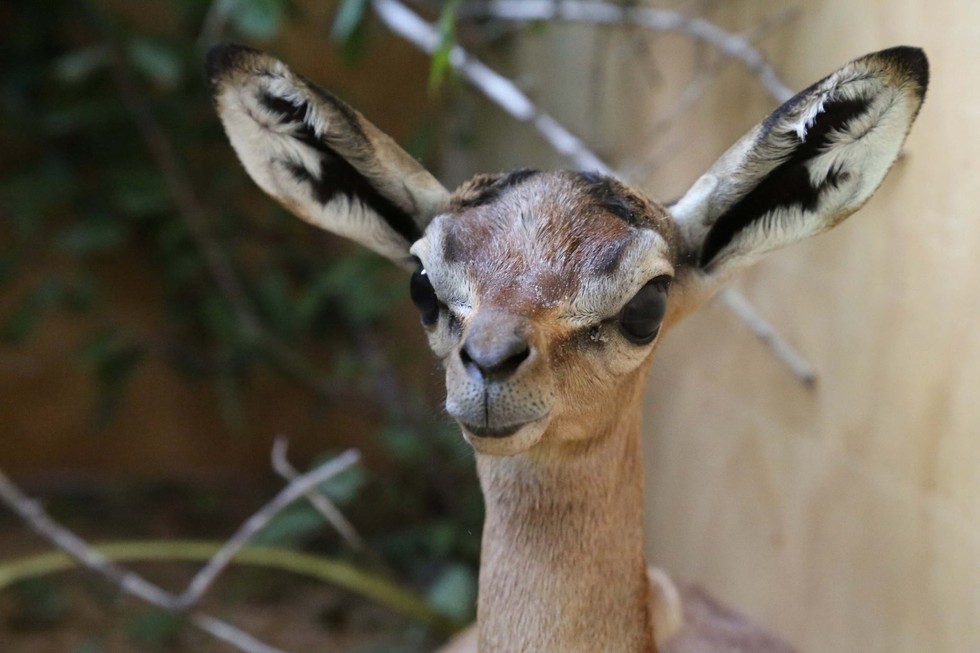 Meet The Animal Who Never Drinks A Single Sip Of Water