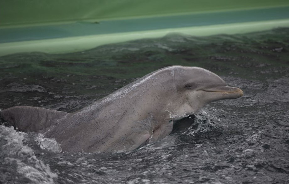 Dolphins Will Be Shipped To The Arizona Desert So People Can Swim With Them