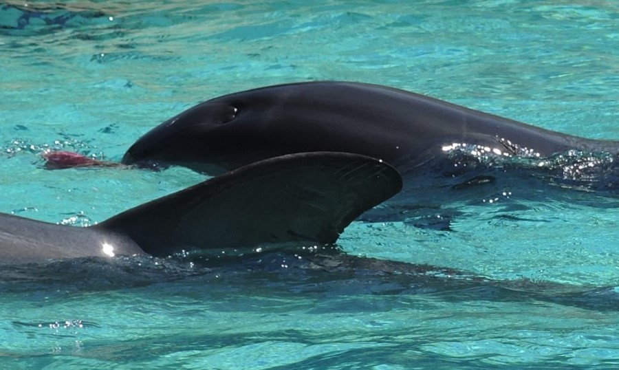 Dolphins Will Be Shipped To The Arizona Desert So People Can Swim With Them
