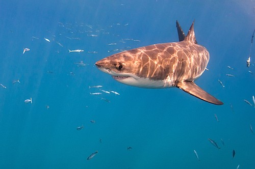 10 Wildlife Species You May Not Know Exist in the Gulf of Mexico - EcoWatch