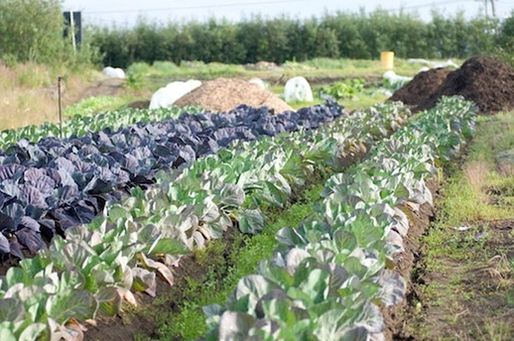 Alaskan Farmer Turns Icy Patch of Tundra Into Booming Organic Farm ...