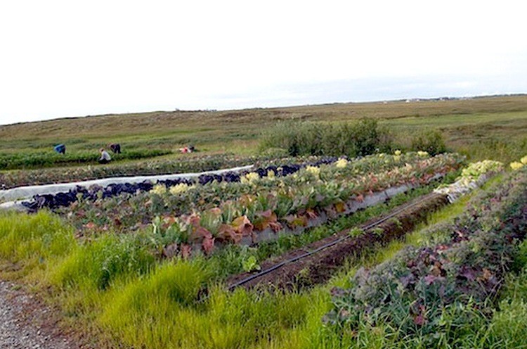 Alaskan Farmer Turns Icy Patch of Tundra Into Booming Organic Farm ...