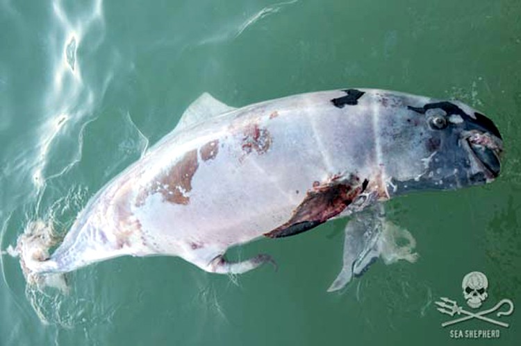 3 Vaquitas Found Dead: The Most Endangered Marine Mammal in the World ...