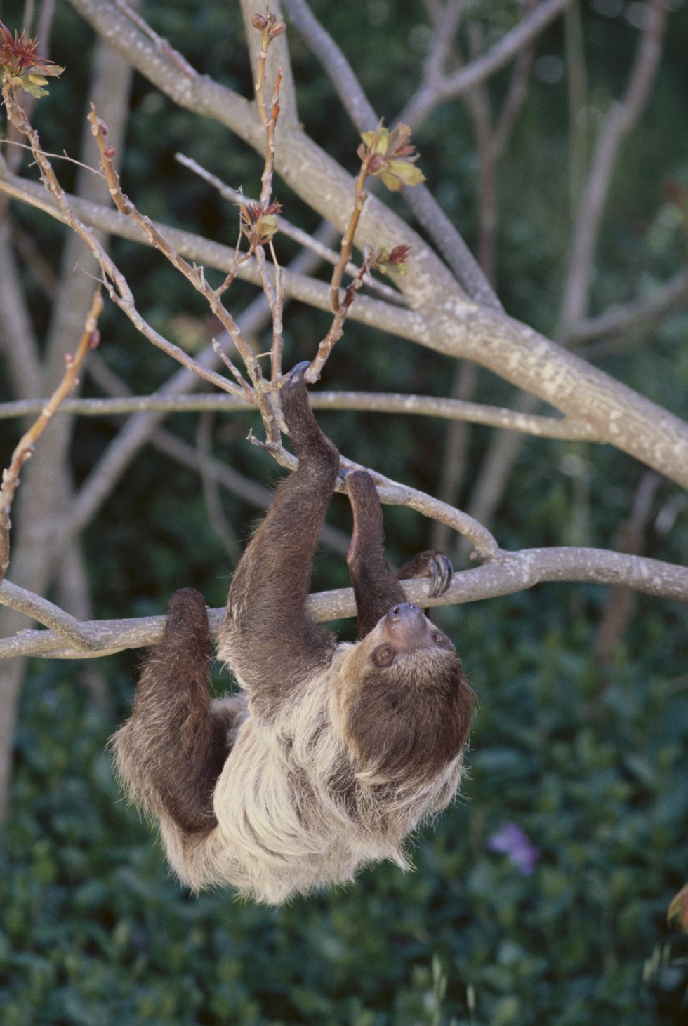 11 Sloths Who Are Totally You And Your Co-Workers