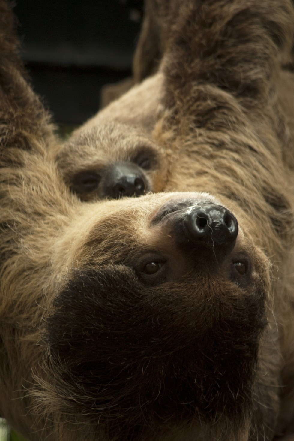 11 Sloths Who Are Totally You And Your Co-Workers