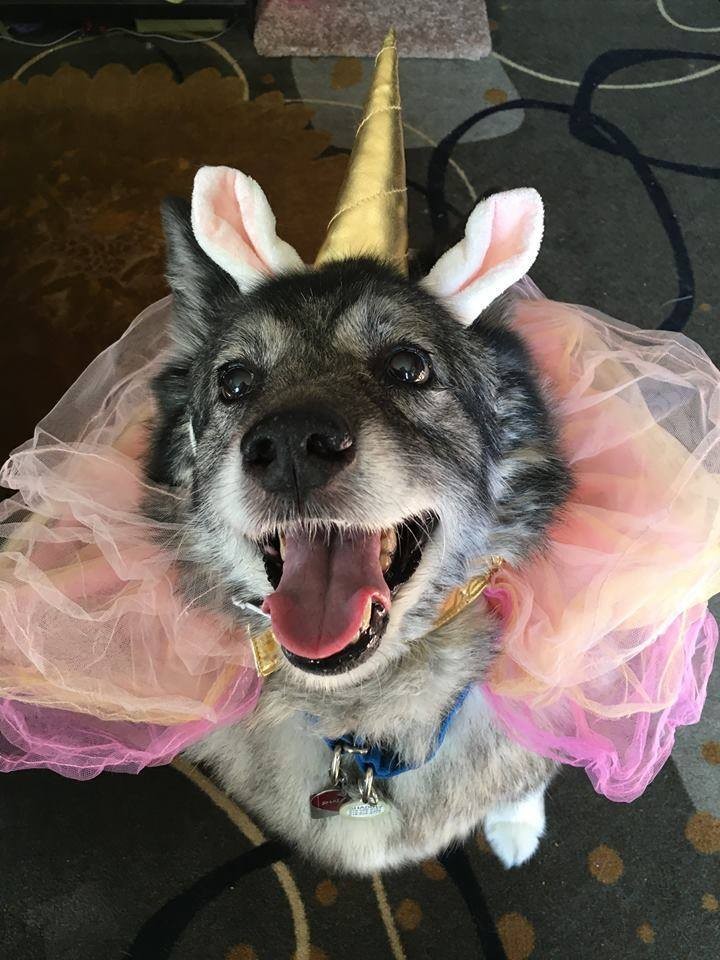 How To Adopt A Purebred Dog