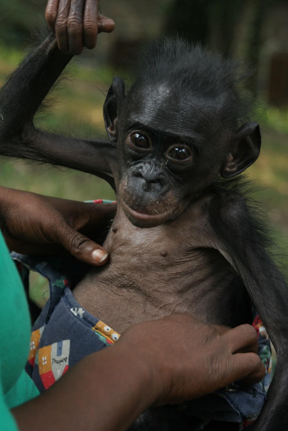 Starving Orphaned Ape Learns To Trust Again, Thanks To Her Patient Friends
