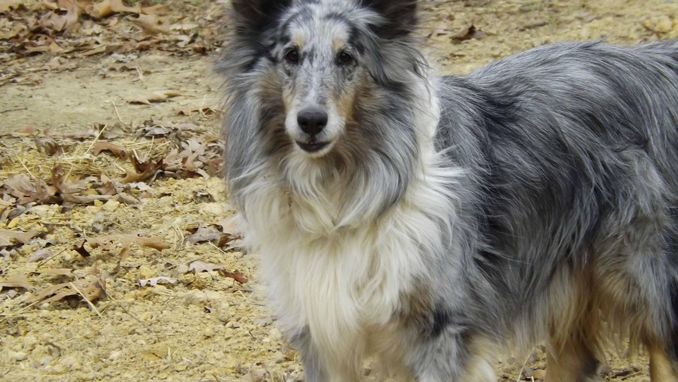 50 Shades Of Grey ... Dogs