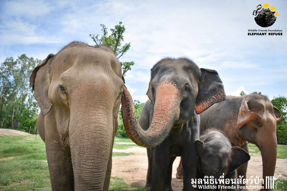 This Is What Paradise Looks Like For Elephants