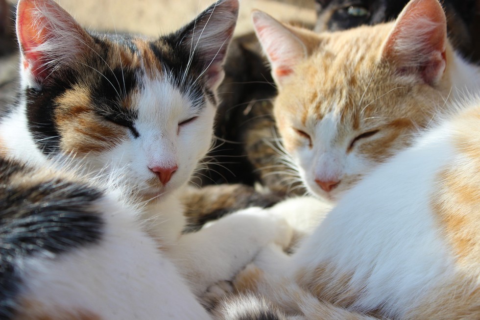 The Most Popular Cat Names In America The Most Popular Cat Names In America