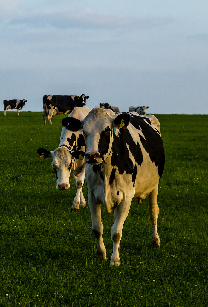 Happy, Dancing Cows Are Really, REALLY Excited Spring Is Here