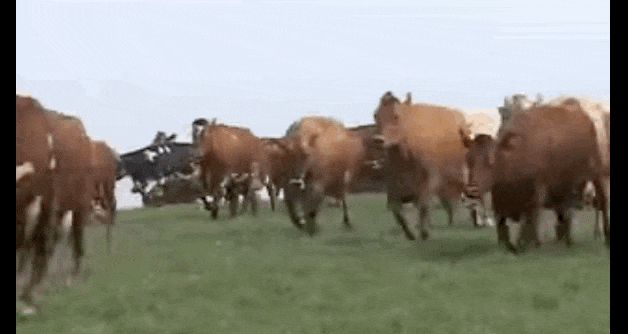 Happy, Dancing Cows Are Really, REALLY Excited Spring Is Here