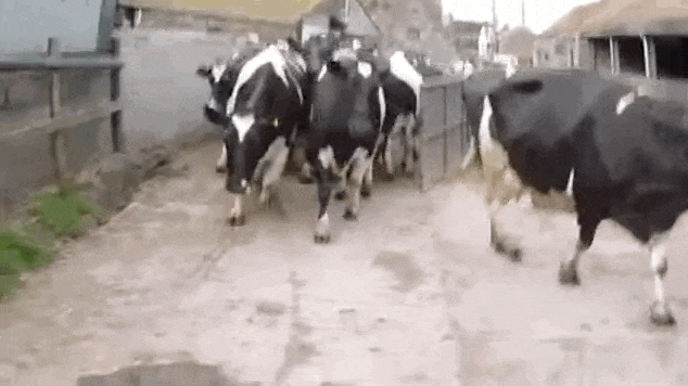 Happy, Dancing Cows Are Really, REALLY Excited Spring Is Here