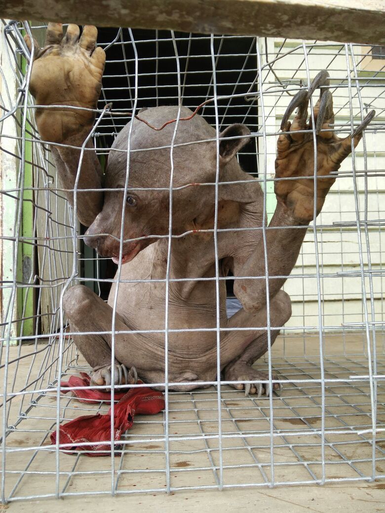 'Alien' Bear From Tragic Viral Video Is Alert And Getting The Help She ...