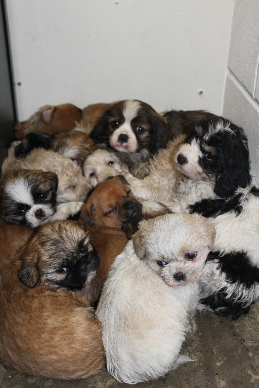 Dozens Of Puppies Found Huddled Together In Someone's Trunk