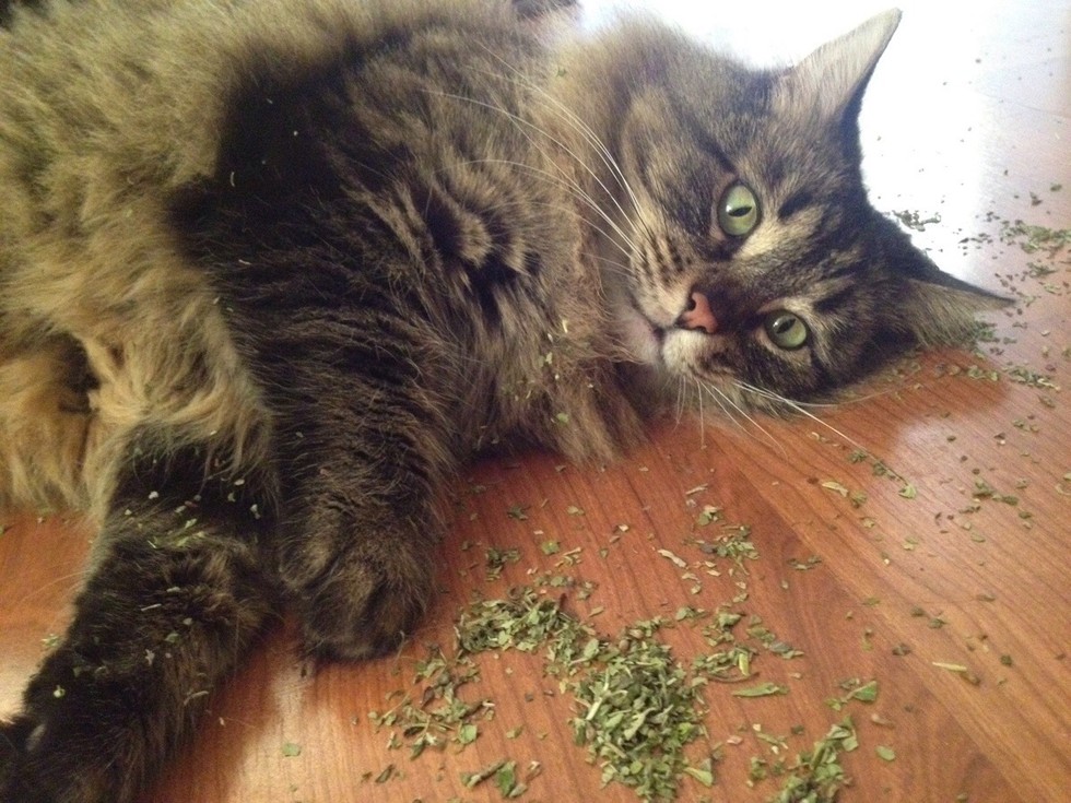 13 Cats Who Dont Have A Catnip Problem So Just Chill Out Man