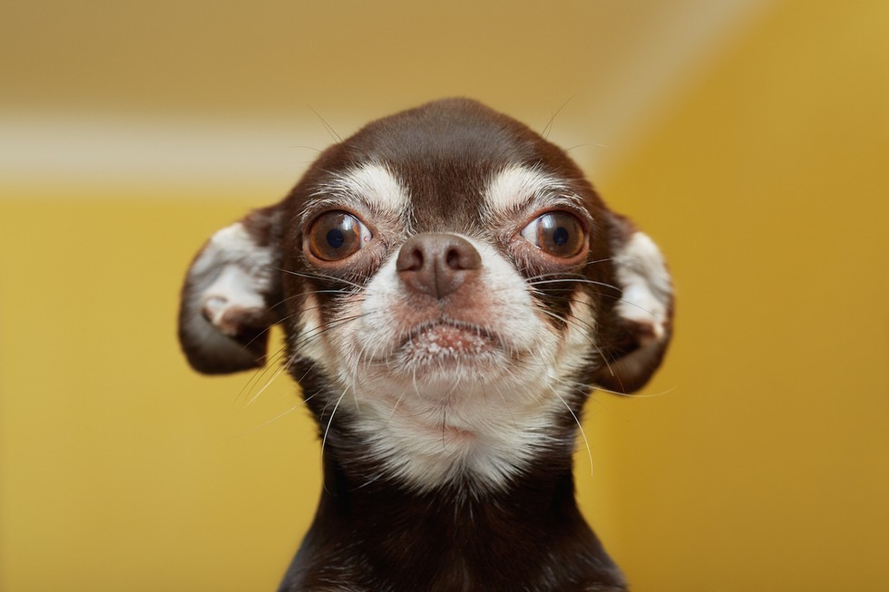 5 Fad Pets Who Went The Way Of The Tibetan Mastiff