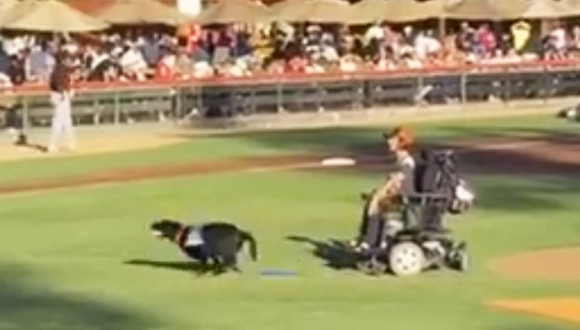 Adorable Service Dog Helps Baseball Fan Throw Out First Pitch