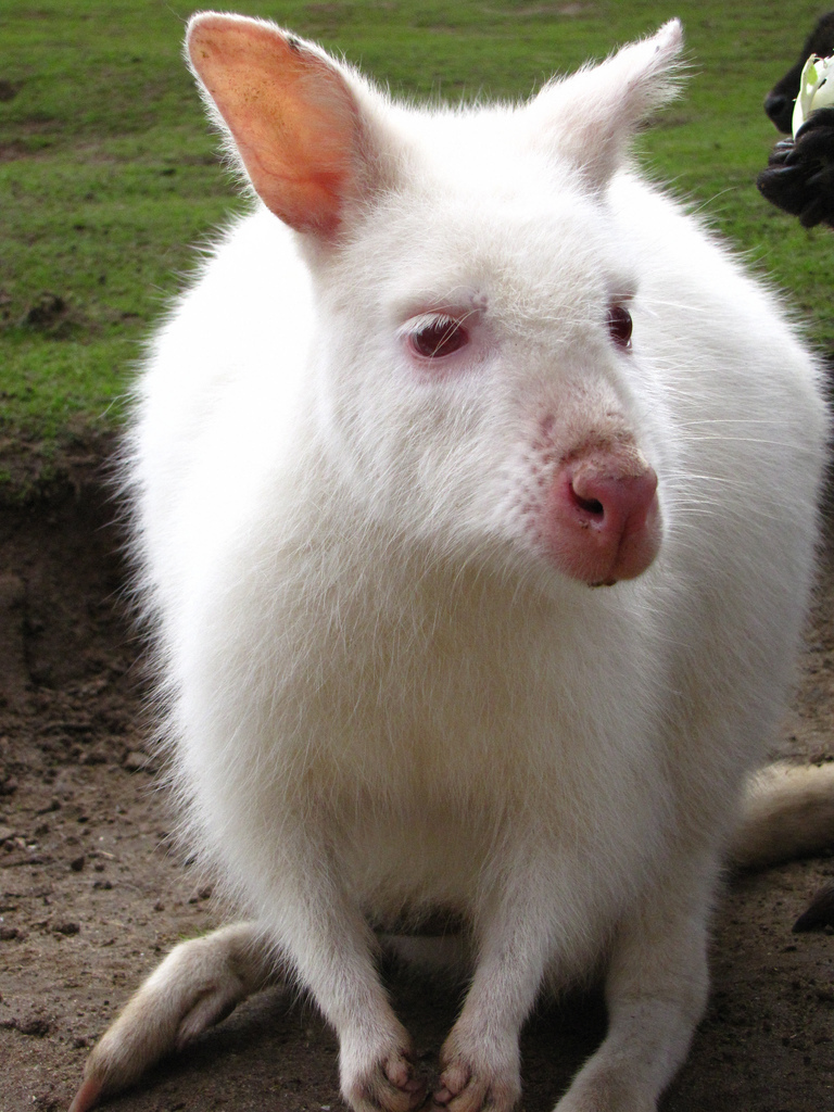 Albino Animals That Need Our Protection (And Lots Of Love)