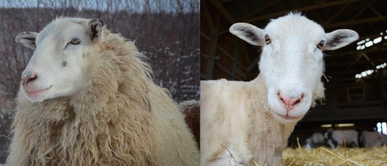 7 Happy Sheep Before And After Their Spring Haircuts