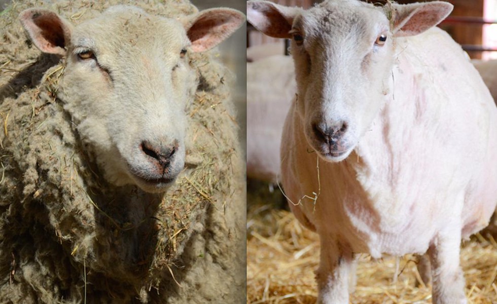 7 Happy Sheep Before And After Their Spring Haircuts