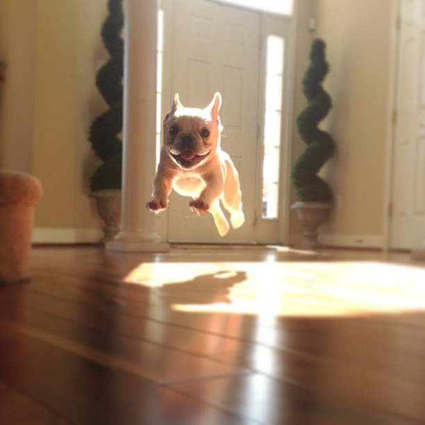 Perfectly Timed Photos Of Magically Levitating Dogs