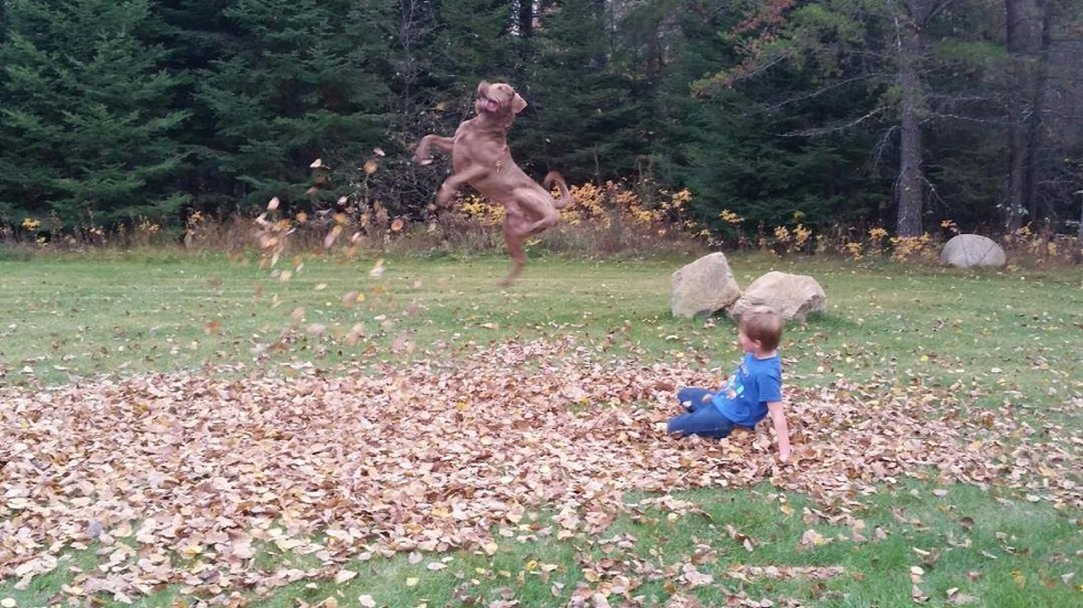 Perfectly Timed Photos Of Magically Levitating Dogs