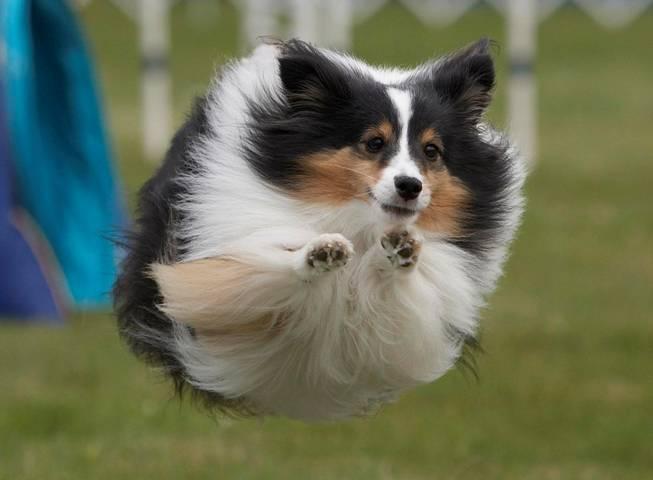 Perfectly Timed Photos Of Magically Levitating Dogs