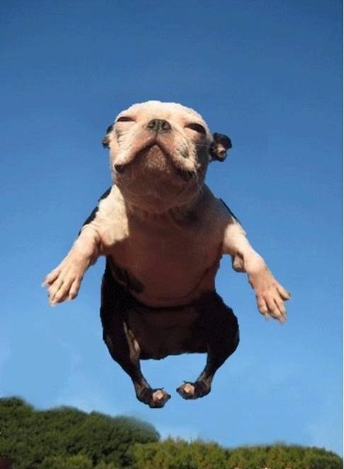 Perfectly Timed Photos Of Magically Levitating Dogs