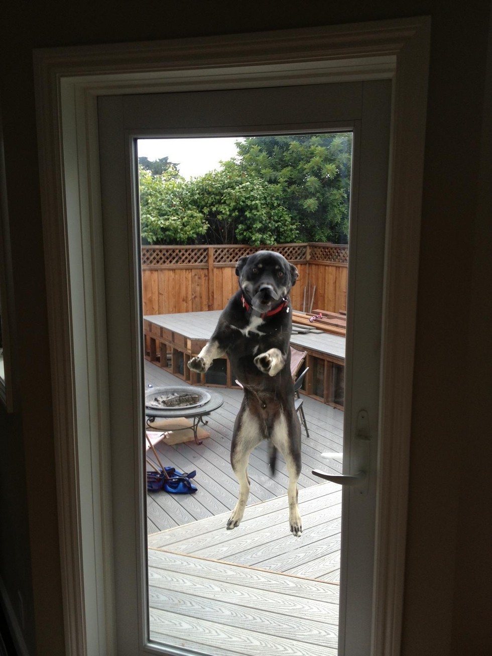 Perfectly Timed Photos Of Magically Levitating Dogs