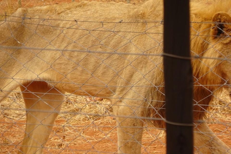 Photos Show Lions Starving At Nightmare Breeding Farm