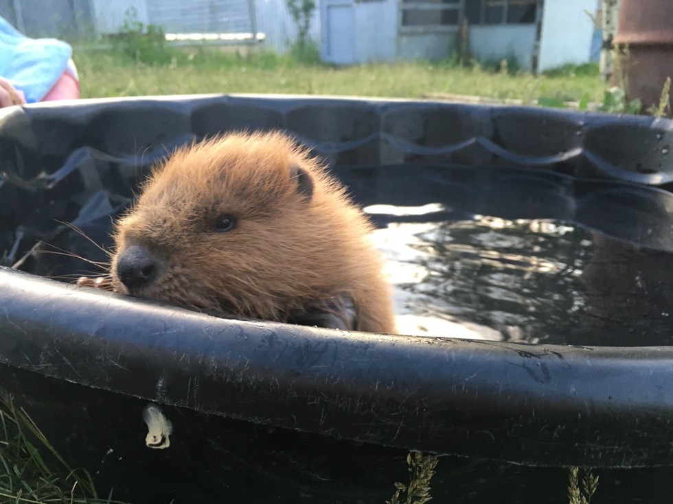 Rescued Baby Beaver Takes A Little Bath — And Wins The Internet