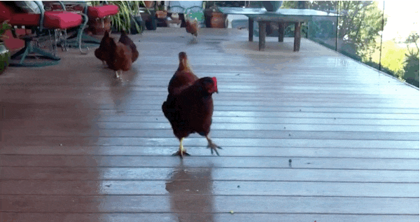 Happy Chickens Sprinting After Blueberries Are Completely Adorable