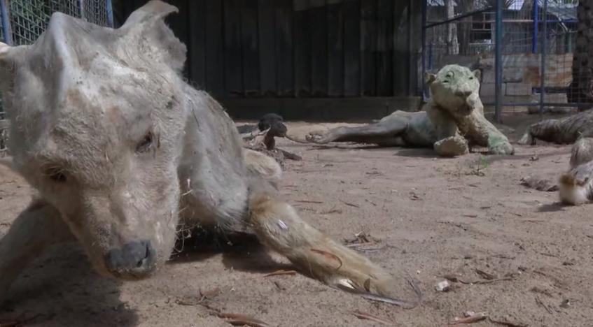 Nightmare Zoo Has More Dead Animals Than Living Ones