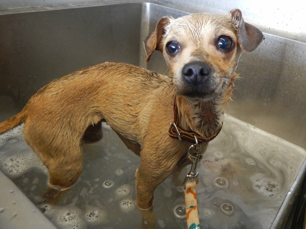 Lonely Dog Living Inside Tree Trunk Learns It's Safe To Trust Again