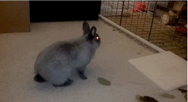 26 Bunnies Who Are Literally Jumping For Joy