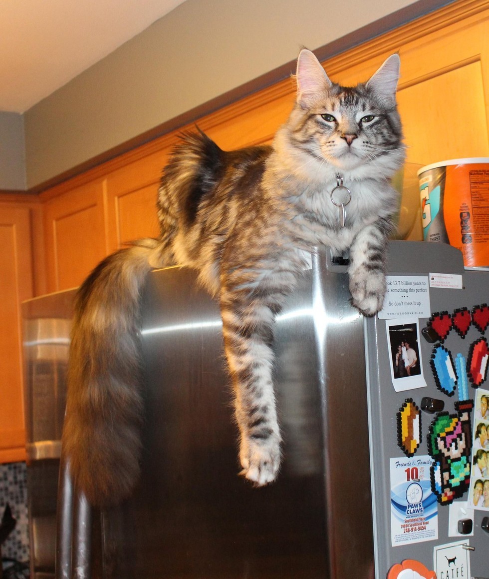 This Fluffy Cat May Have the World's Longest Tail - Love Meow
