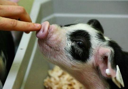 3 Piglet 'Warriors' Are SO Lucky To Be Alive