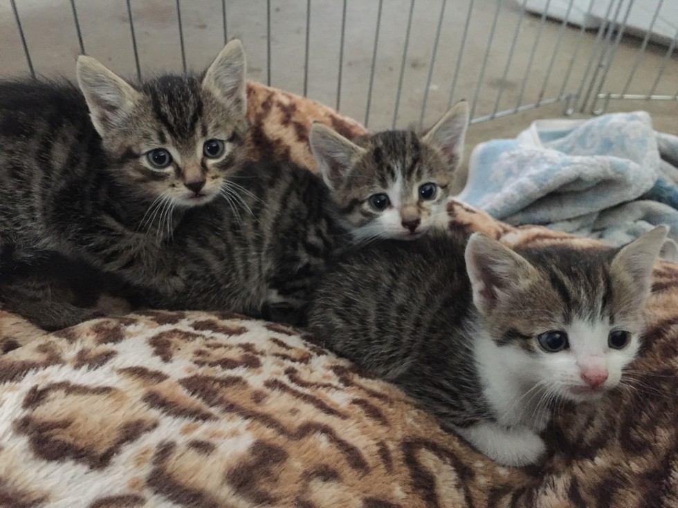 Rescue Kitten Rejected By Cat Siblings Falls In Love With The Family Dog