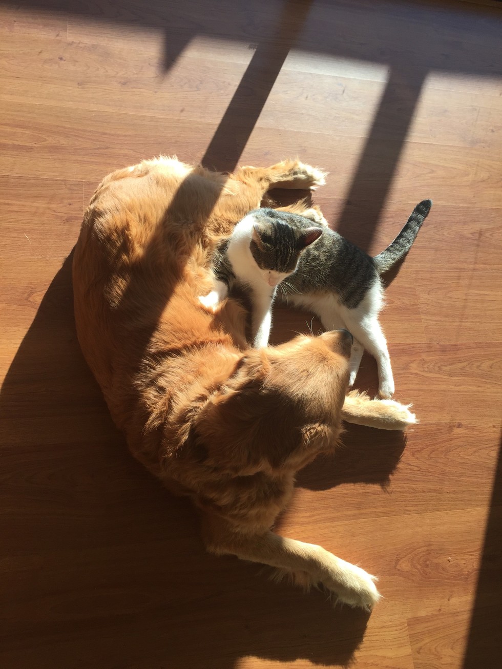Rescue Kitten Rejected By Cat Siblings Falls In Love With The Family Dog