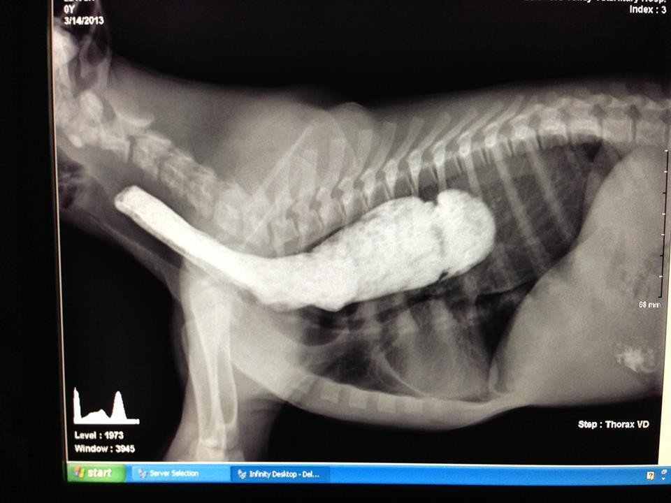 Dog Was Born Different, So He Has To Eat In A Special Chair