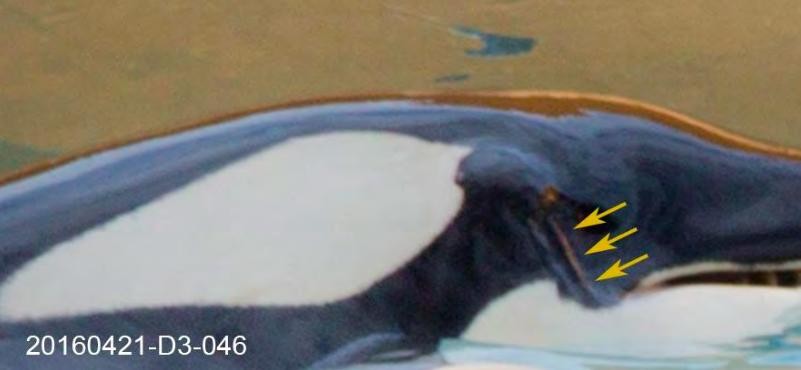 SeaWorld's Orcas Are Covered In Bite Marks From Bullying