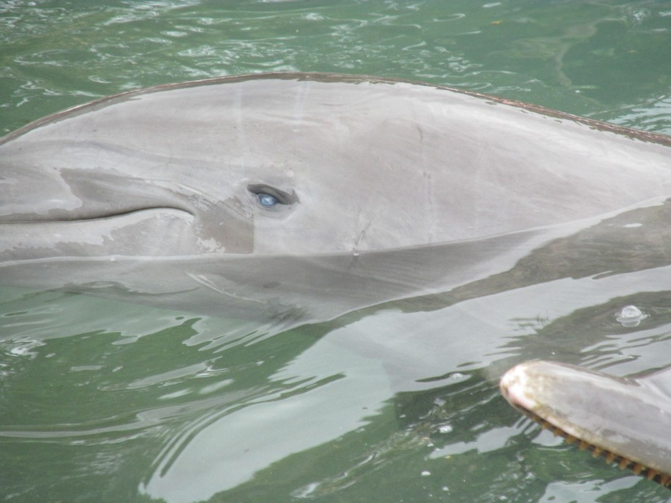 These 5 Aquariums Are Just As Bad As SeaWorld