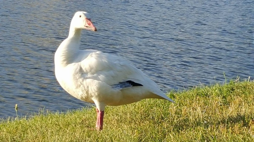 Woman Waits By Injured Goose’s Side For Hours Until Help Arrives