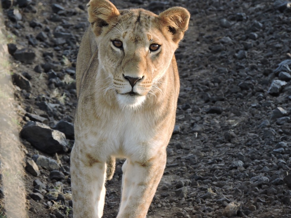 Loyal Lion Siblings Won't Let Anyone Mess With Wounded Little Brother