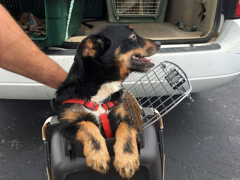 Dog Is So Excited To Fly To His New Home He Can’t Sit Still