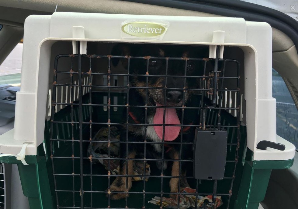 Dog Is So Excited To Fly To His New Home He Can’t Sit Still