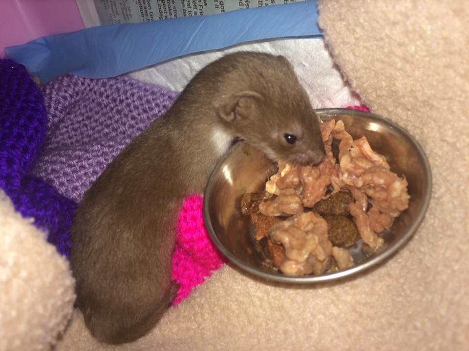 Cold Baby Weasel Was Lying Lifeless On The Road – Until Someone Noticed