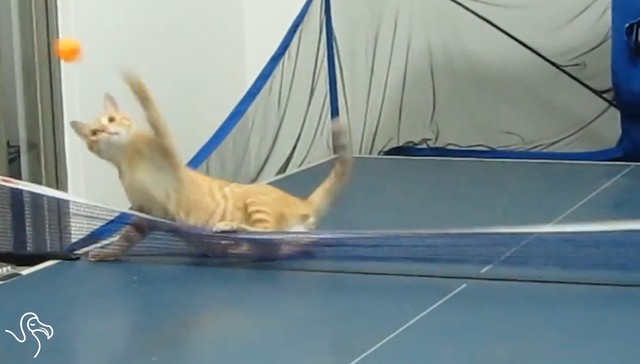 WATCH: Cats Playing Ping Pong