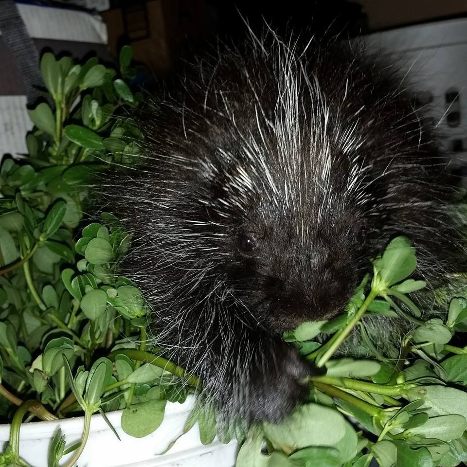 Baby Porcupine Hit By Car Loves To Sleep On Her New Mom's Lap